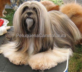 Peluqueria Canina y Cuidados de la Mascota: Lasha Apso: Cuidados y ...